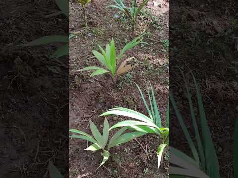 🌴Betel nut tree growing all stages | supari tree | Journey of betel nut tree | supari farming | goa