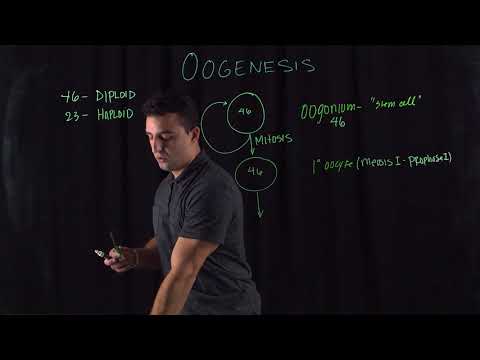 Oogenesis