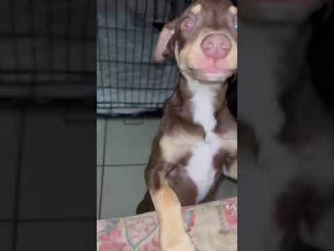 Video of adoptable pet named Jerry