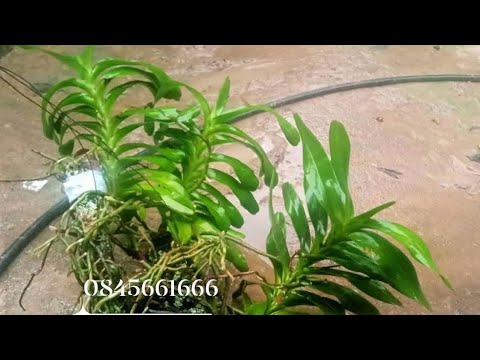 phong lan rừng, hạc vĩ nguyên bản , tbs nguyên bản lh 0982528188