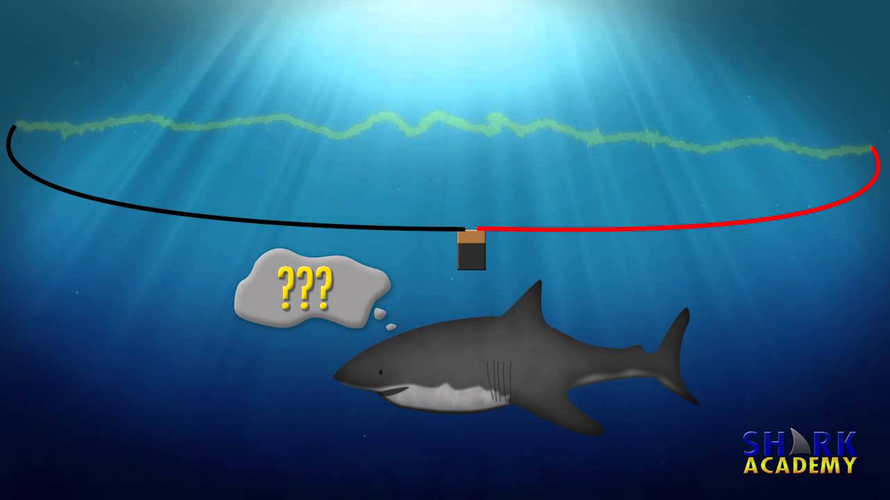 Electrosensory System | SHARK ACADEMY