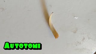 apafuzziblog: Apa Yang Dimaksud Autotomi