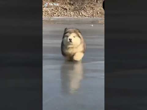 Essaie de ne pas rire tiktok 😂 Chien trop mignon 😊 #chien mignon #chien drole #cut #short