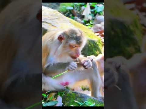 #lovemonkey #monkeyvideo #monkey