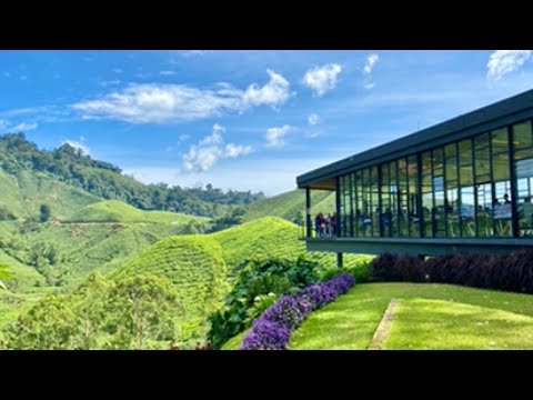 🇲🇾 CAMERON HIGHLANDS - BOH Tea Plantation | The Lake House | The Lord’s Cafe - 2021
