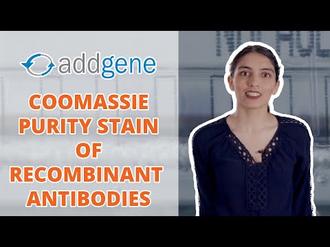 Coomassie Purity Staining of Recombinant Antibodies - Addgene Protocol