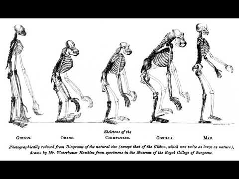 History of molecular evolution | Wikipedia audio article