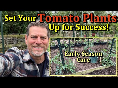 Early Season Tomato Care Tips for Tomato Growing Success (Pruning, Fertilizing, Mulching, Staking)