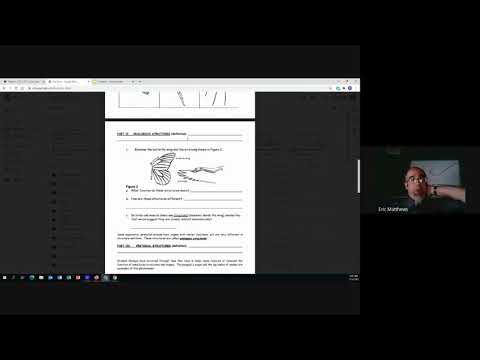 31. Evidence of Evolution Lab