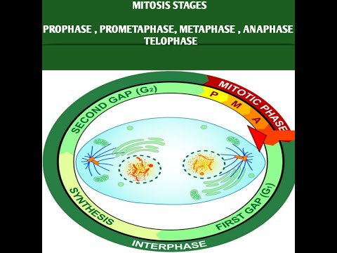 Stages of Mitosis, NCERT