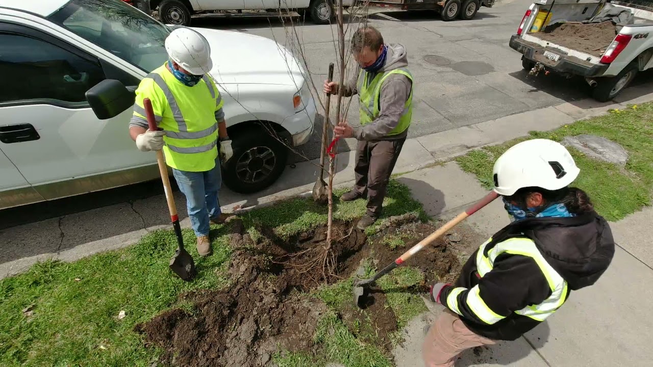 Good Question: How Do Communities Decide Where To Plant Trees?