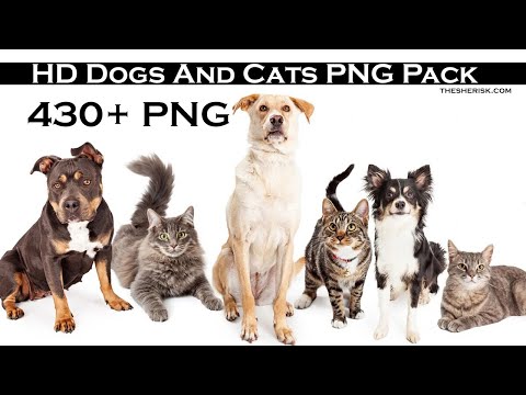 430+ Dogs And Cats HD PNG Files Download |Pet PNG Files| |Sheri SK|