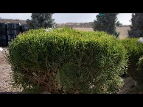 Tanyosho Red Pine