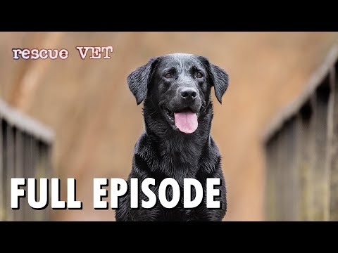 Rescue Vet | S1 E2 'Labrador & Terrier' | Wild America Animal Channel