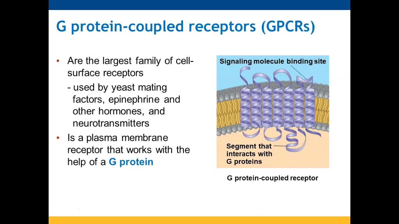 Chapter 11: Cell Communication