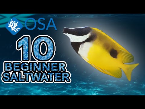 One-Spot Foxface - 10 Beginner Saltwater Fish
