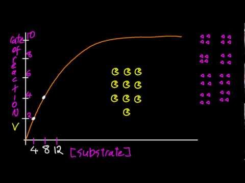 B7 Determine Vmax and Michaelis constant (Km) by graphical means and explain [HL IB Chemistry]