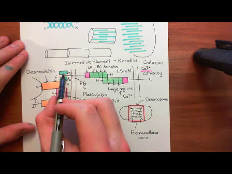 Desmosomes Part 4