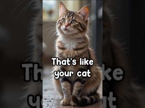How Do Cats Communicate With Us? 🗣️🐱 Unlocking the Secret Language! #CatCommunication #PetBehavior