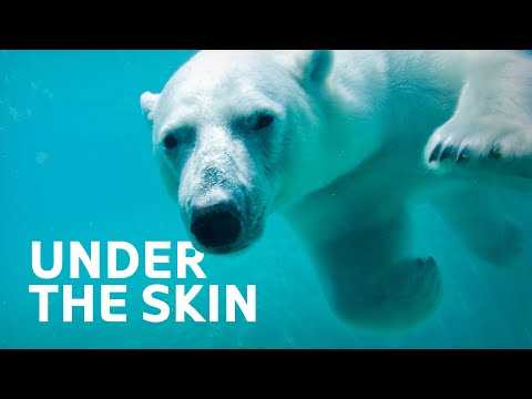 Understanding Animal Extremes: The Arctic To The Desert | Inside Nature's Giants