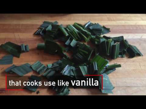 Pandan Extract: The Vanilla of Southeast Asia