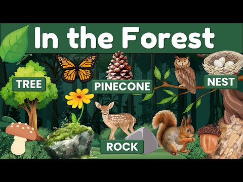 Learn 20 Forest Words 🌲 ESL Nature Vocabulary Lesson with Pictures