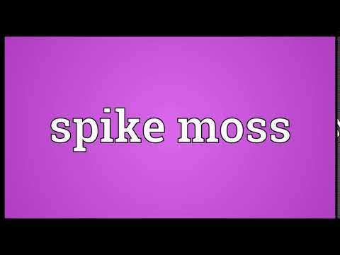 Spike moss Meaning | Wordogram