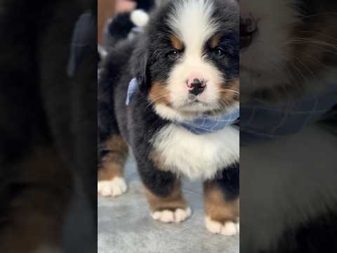 Big fluffy bears ๐โค๏ธ #bernesemountaindog #bernesepuppy #berneseoftheday