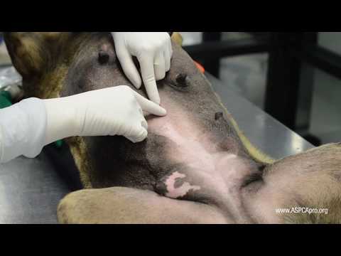 Spay/Neuter Surgery: Incision Placement