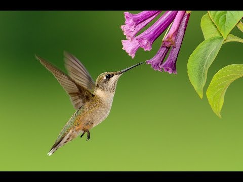 Why Hummingbirds Hum | Amuzeme