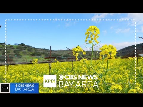 Mustard flowers in full bloom in Napa Valley