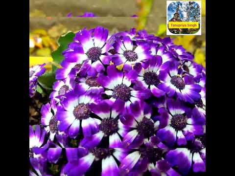 French names of plants..Florist's Cineraria..Cinéraire des fleuristes (English-French)
