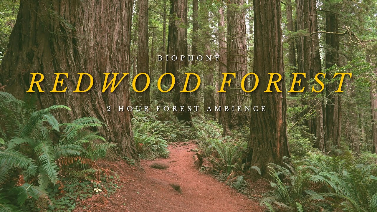 Redwood Forest Soundscape | 4K Forest Walk, Not AI | Natural Ambience | Study & Meditation