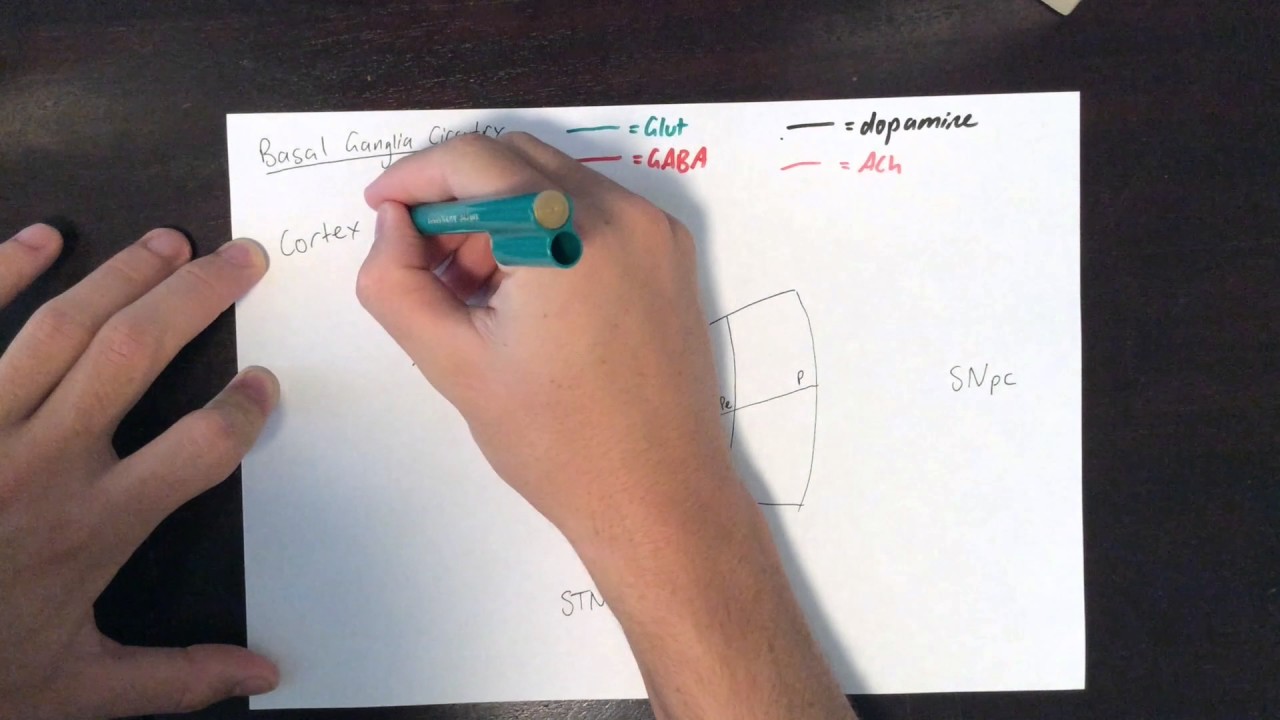 Basal Ganglia Pathways Drawn SIMPLY
