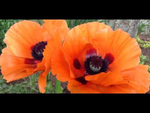 Two poppy flowers