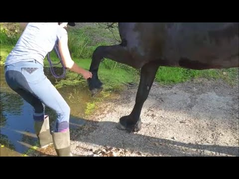 How do I get my Friesian horse in the water?