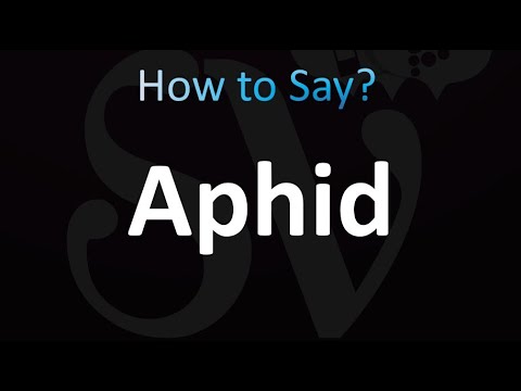 How to Pronounce Aphid (Correctly!)