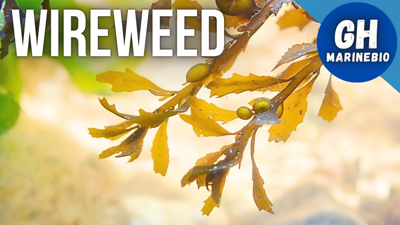 Species Spotlight - Wireweed (Sargassum muticum)