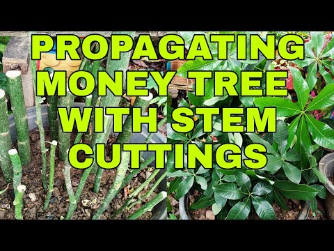 STEM CUTTINGS MONEY TREE PROPAGATION