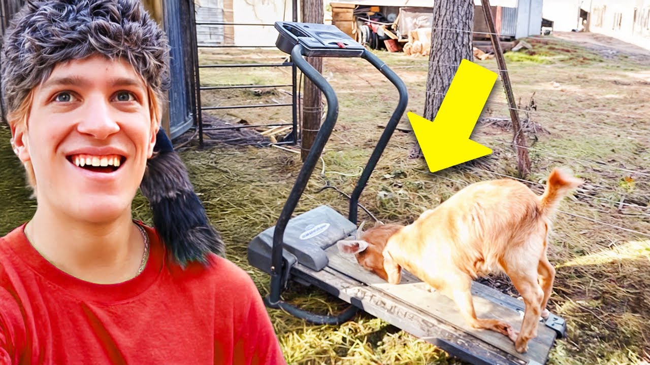 Forcing Goats to Run on a Treadmill!