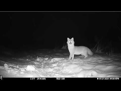 foxy 01 28 24