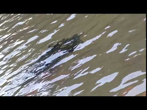 Did you know? | Watch out | Small Fish Move in Group
