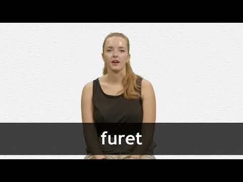 English Translation of “FURET” | Collins French-English Dictionary