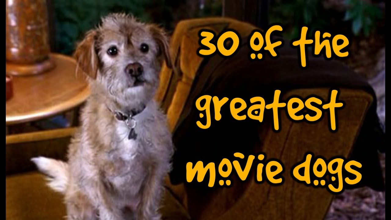 30 Of The Greatest Movie Dogs