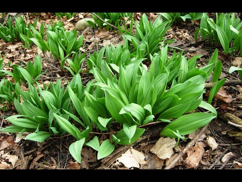 How to Find Wild Ramps or Leeks in the FALL!