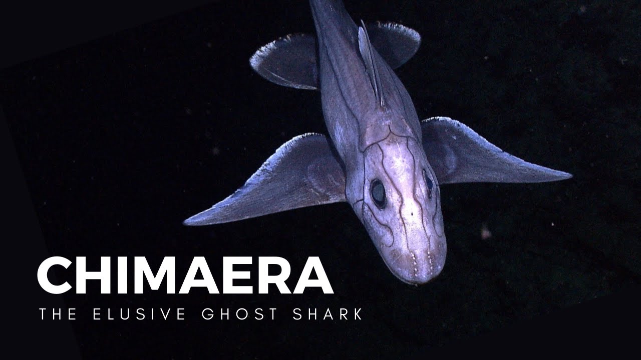 The Mysterious Ghost Shark