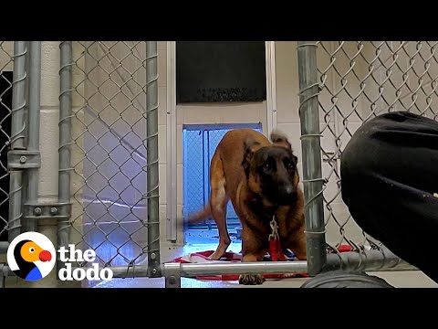 Nobody Could Touch This Very Aggressive Dog Until...💞 | The Dodo