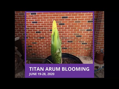 Mr. Stinky still stirring up attention, timelapse video shows rare ...