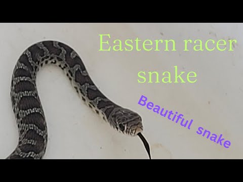 EASTERN RACER SNAKE 🐍 #SNAKES #nonvenomous #goviral #trending