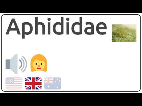 How to pronounce Aphididae in english?